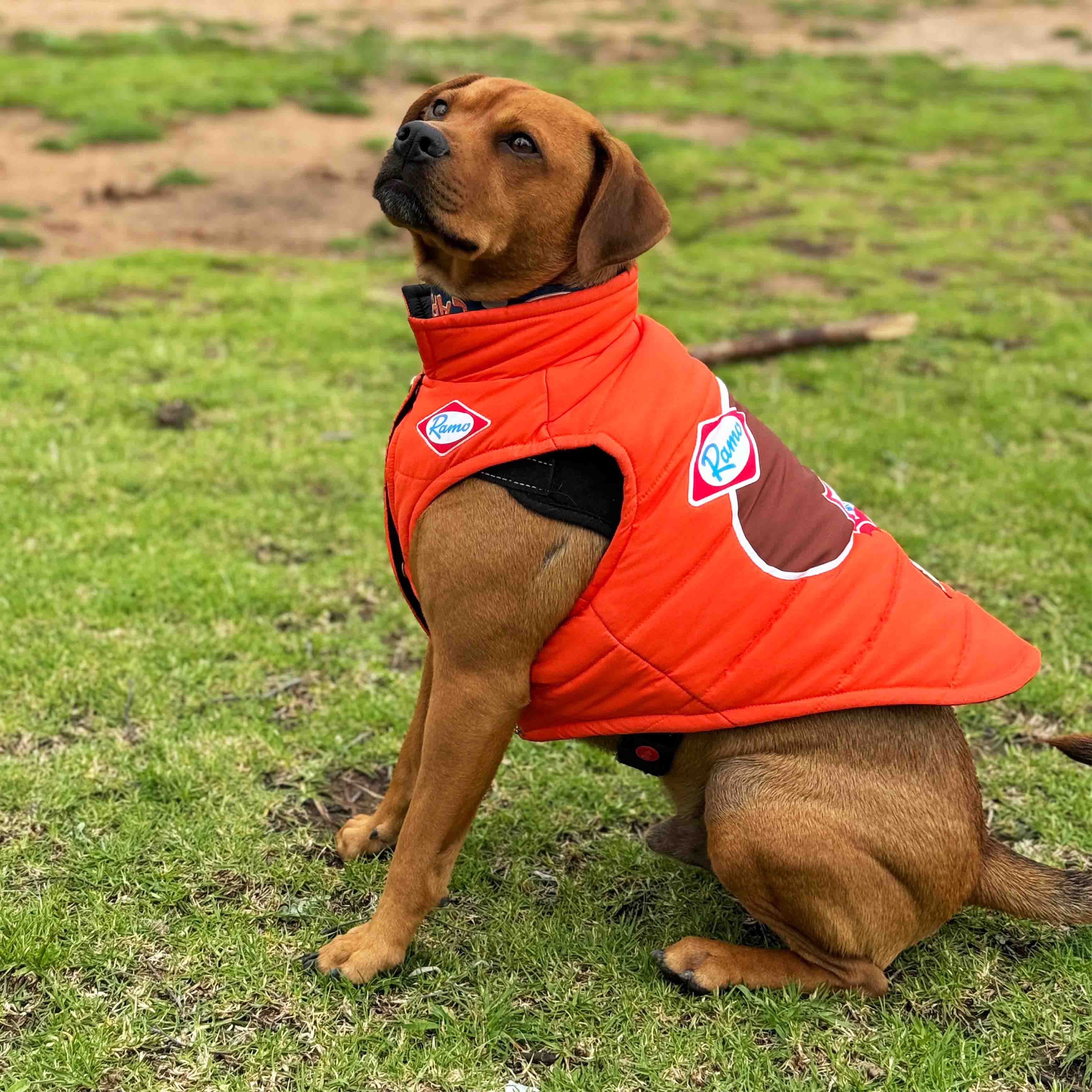 Ropa para Perros y gatos – Safari